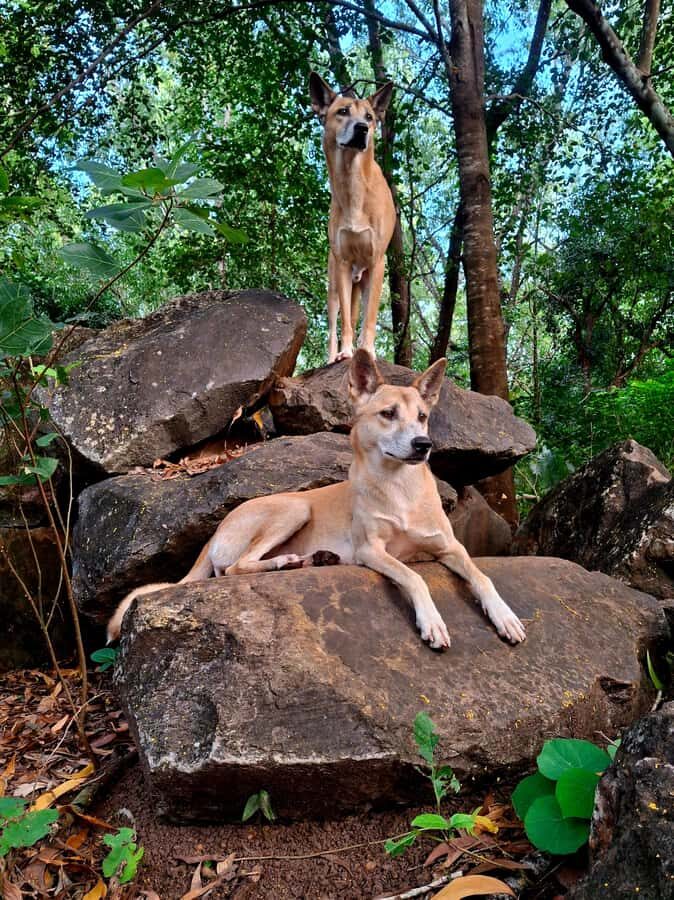 Darwin: Territory Wildlife Park Entry Ticket - Why It’s a Good Choice