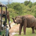 Day tour to Udawalawe from Colombo - Final Thoughts: Who Will Love This Tour?