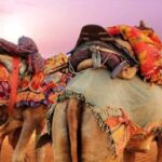 Delhi:- 06- Days Rajasthan, Heritage, Forts & Cultural Tour - What Makes This Tour Stand Out?