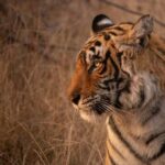 Delhi: 2-Day Jim Corbett Safari Adventure - What Makes This Tour Stand Out?