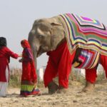 Delhi: 3Day Golden Triangle with Elephant SOS (5 Star Hotel) - Day 2: Agra & the Elephant Reserve