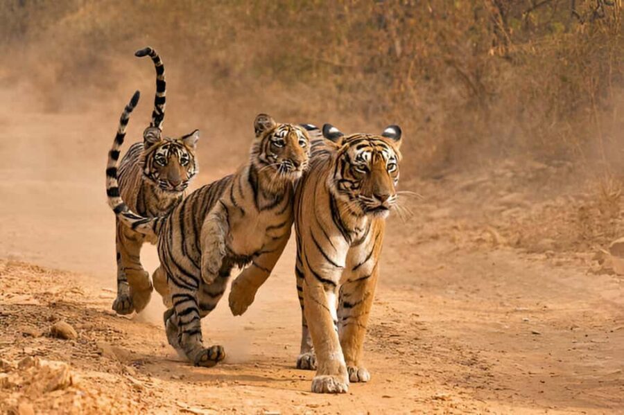 Delhi-Agra-Jaipur Golden Triangle Multiday trip with Safari - What to Expect from Each Leg of the Tour