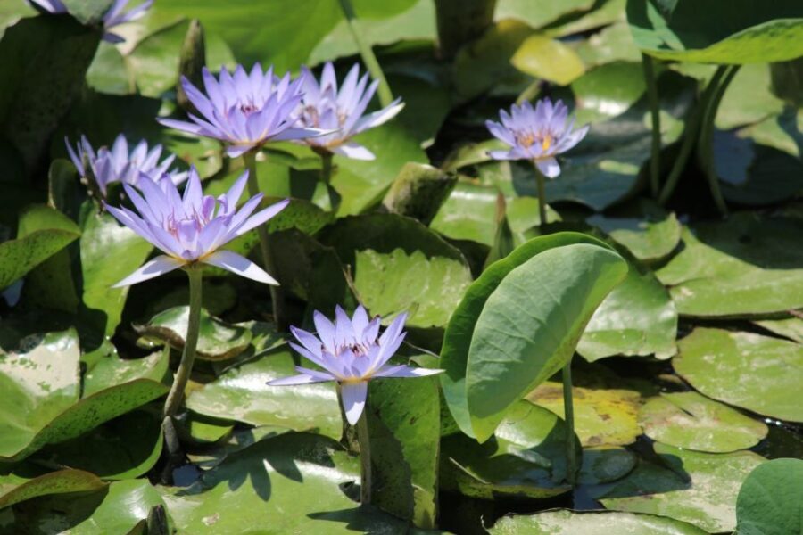 Delhi Hidden Gems Tour: Art, History & Heritage Parks - What to Expect and Practical Tips