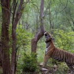 Delhi/Jaipur: 4 Days with Sariska and Ranthambore Safari - What’s the Experience Like?