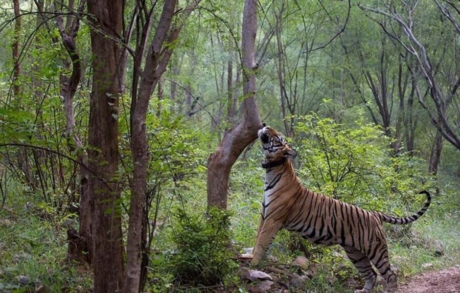 Delhi/Jaipur: 4 Days with Sariska and Ranthambore Safari - What’s the Experience Like?