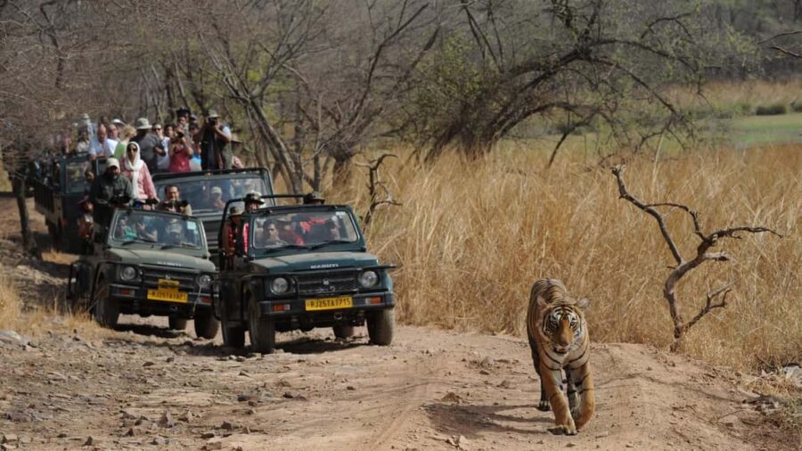 Delhi: Same Day Sariska National Park Tour with Tiger Safari - What Travelers Say