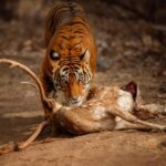 Delhi to Ranthambhore Overnight Tour/Tiger Safari By Car - The Authentic Experience: Pros and Cons