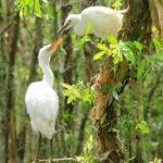 Discover Tan Lap Floating Village from Ho Chi Minh city - Transportation and Logistics