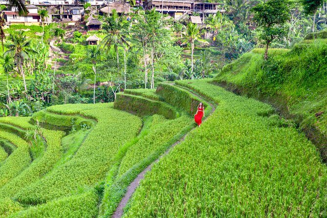 Discover The Best of Ubud: All-Inclusive and Private Guided Tour - Who Should Consider This Tour?