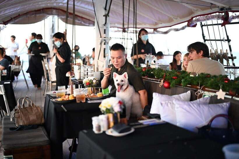 Dog Cruise onboard a Tall Ship with 4 Course Meal - Why This Cruise Might Be Perfect for You