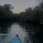 Dolphin Sanctuary Kayak Tours Twilight Mangrove Kayak - Breaking Down the Itinerary