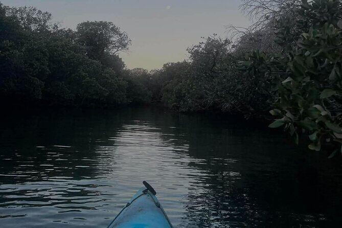 Dolphin Sanctuary Kayak Tours Twilight Mangrove Kayak - Breaking Down the Itinerary