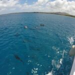 Dolphin Watching Cruise with Underwater Observatory Viewing - Practical Tips for a Smooth Experience
