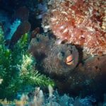 Double Shore Dive with Equipment - Frequently Asked Questions