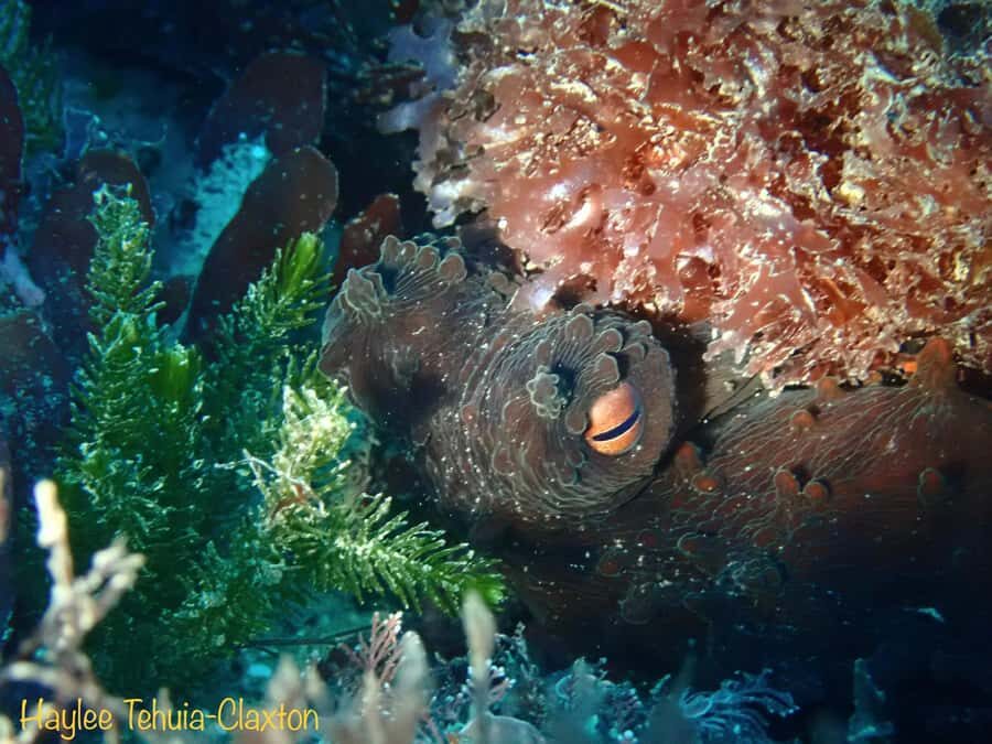 Double Shore Dive with Equipment - Frequently Asked Questions