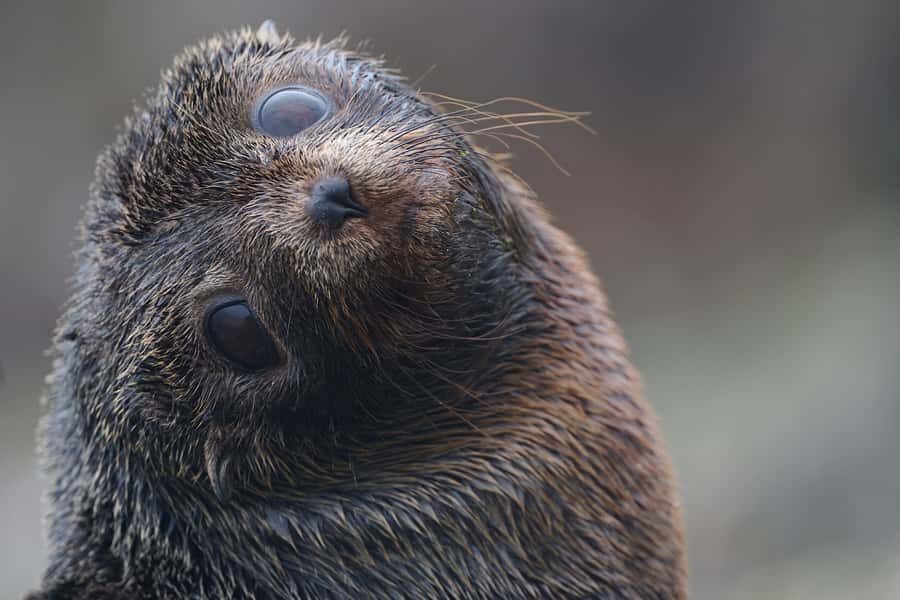 Dunedin: Otago Peninsula Clearwater Wildlife Tour - What You Can Expect at Each Stop