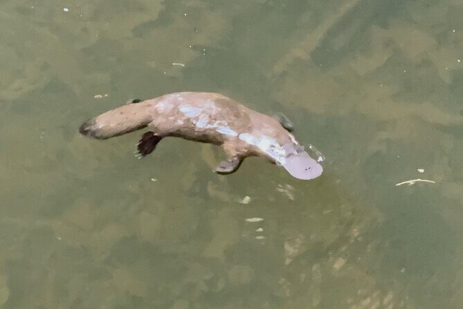 Eco Wildlife Two-Day Tour  Platypus & Kangaroos - A Detailed Look at What You Can Expect