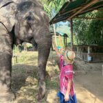 Elephant Care & Bathing Chiang Rai - Why This Tour Works