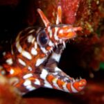 Enjoy Diving In Izu Discover Scuba Diving for Nondiver - Value and Practicalities: Is the Price Worth It?