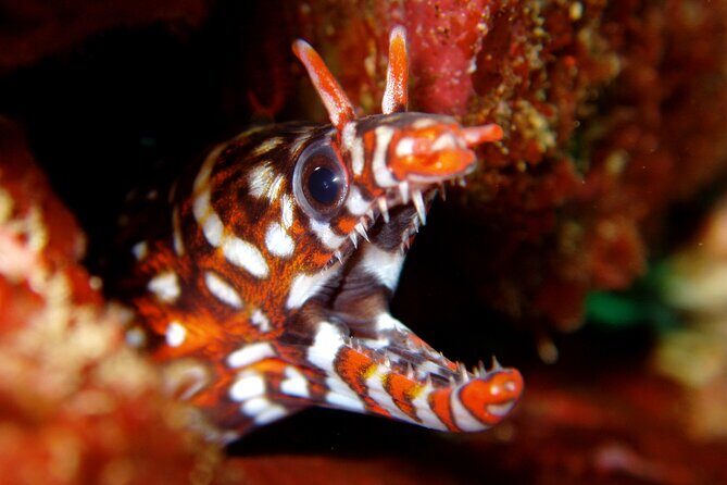 Enjoy Diving In Izu Discover Scuba Diving for Nondiver - Value and Practicalities: Is the Price Worth It?