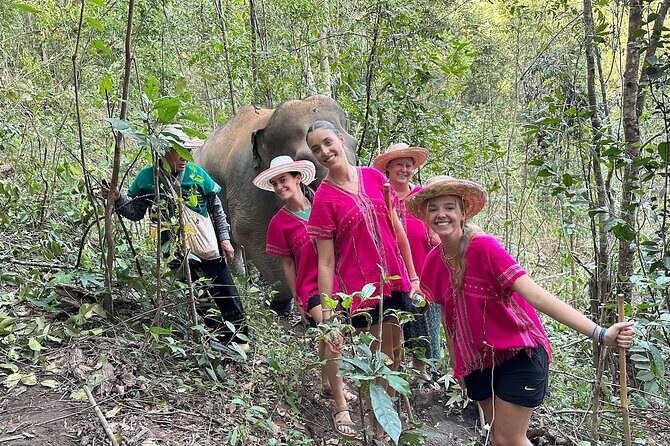 Ethical Elephant Observation Half Day from Chiang Mai - An Honest Look at the Ethical Elephant Observation Tour