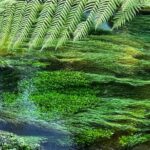 Ex Hamilton: TRIPLE DEAL Wai O Tapu, Redwood Forest & Blue Spring - What Travelers Say