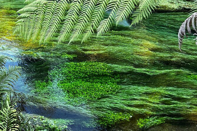 Ex Hamilton: TRIPLE DEAL Wai O Tapu, Redwood Forest & Blue Spring - What Travelers Say