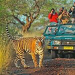 Exciting Day Trip from Jaipur to Ranthambore Wildlife Safari - Who Should Consider This Tour?