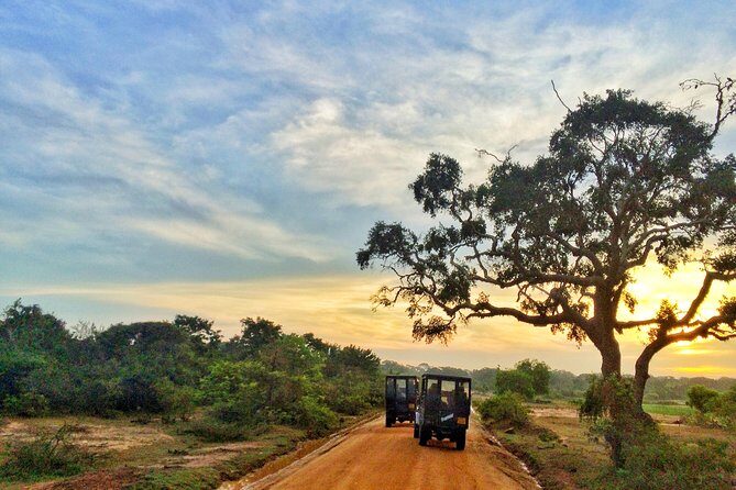 Exclusive : Full Day Leopard Safari at Yala National Park - Itinerary Breakdown: What to Expect