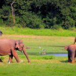 Exclusive, Periyar Wildlife Overnight Tour with Guide - Who Will Love This Tour?