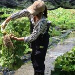 Exclusive Wasabi Harvesting, Soba Lunch and Matsumoto Castle Tour - Who Will Love This Tour?