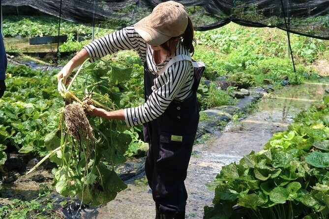 Exclusive Wasabi Harvesting, Soba Lunch and Matsumoto Castle Tour - Who Will Love This Tour?