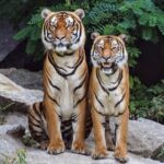 Experience Jungle Nights: Stay in Jim Corbett National Park's FRH - The Value of This Experience