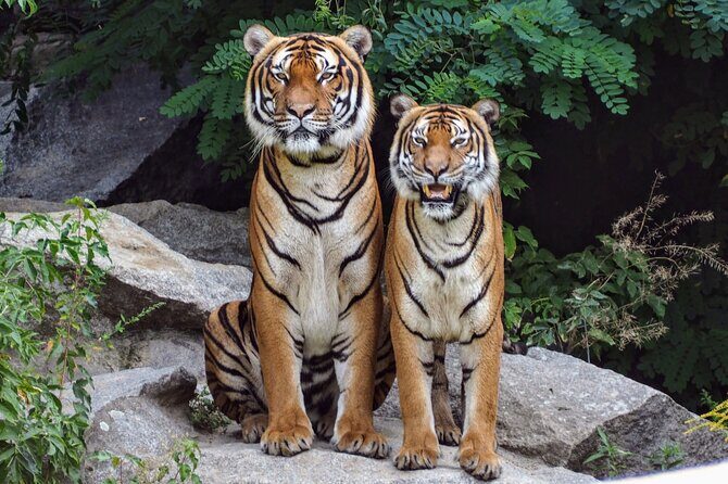 Experience Jungle Nights: Stay in Jim Corbett National Park's FRH - The Value of This Experience