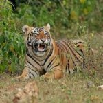 Explore Agra, Ranthambore & Sariska: 3-Day Adventure - Who Will Enjoy This Tour?