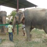 Explore Taj Mahal, SOS Sanctuary & Fatehpur Sikri: 2 Days - Transportation & Guide Experience