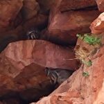 Explore the Hidden Gorges: Kalbarri 4WD, Hike, Canoe Experience - Practical Tips for Participants