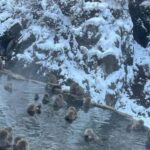 F: Tokyo:Nagano snow monkey/Zenko Ji temple private day tour - The Itinerary in Detail