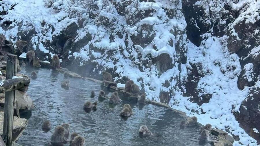 F: Tokyo:Nagano snow monkey/Zenko Ji temple private day tour - The Itinerary in Detail