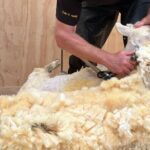 Farm Tour and Milford Sound Nature Cruise from Te Anau - The Value of This Tour