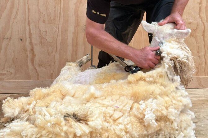 Farm Tour and Milford Sound Nature Cruise from Te Anau - The Value of This Tour