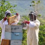 Fiji: Farm Tour: Animals, Honey Tasting & Fijian Cooking - Animal Encounters: Meet the Farms Furry and Feathered Friends