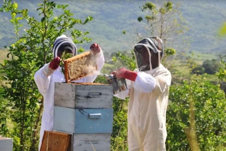 Fiji: Farm Tour: Animals, Honey Tasting & Fijian Cooking