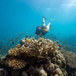 From Cairns: Frankland Island All-Inclusive Day Tour - What Makes This Tour Stand Out?