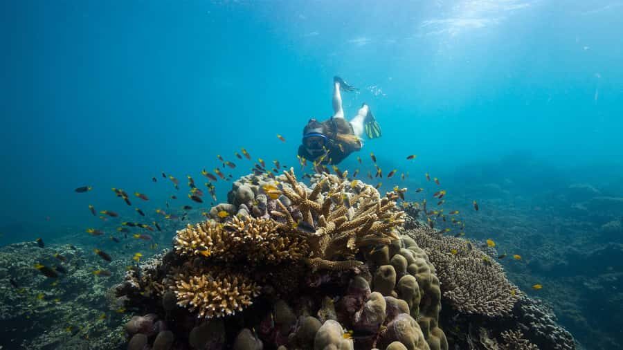 From Cairns: Frankland Island All-Inclusive Day Tour - What Makes This Tour Stand Out?