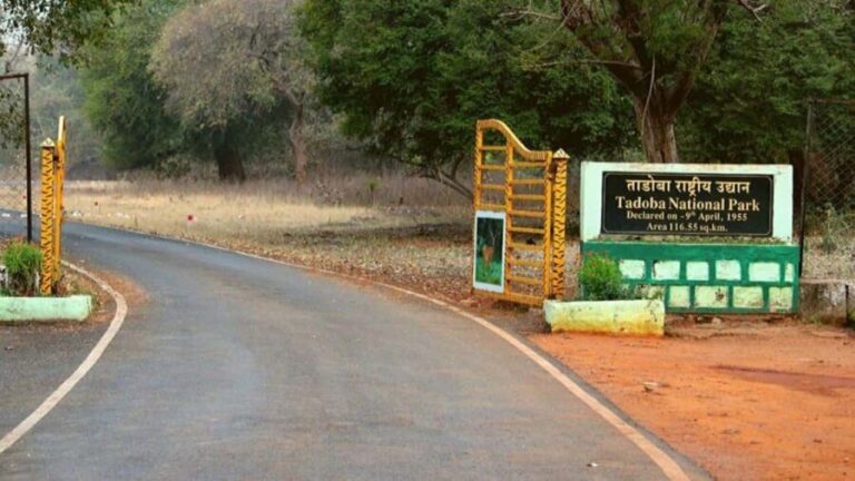 From Chandrapur: 2-Day Tadoba National Park Safari Tour - Key Points