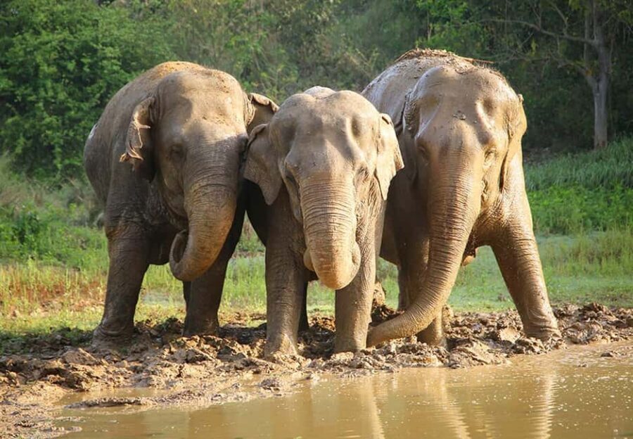 From Delhi: 1-day trip Mathura with Elephant conservation - What Makes This Tour Stand Out?