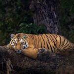 From Delhi: 2-Day Ranthambore & Sariska Wildlife Safari - What Makes This Tour Valuable