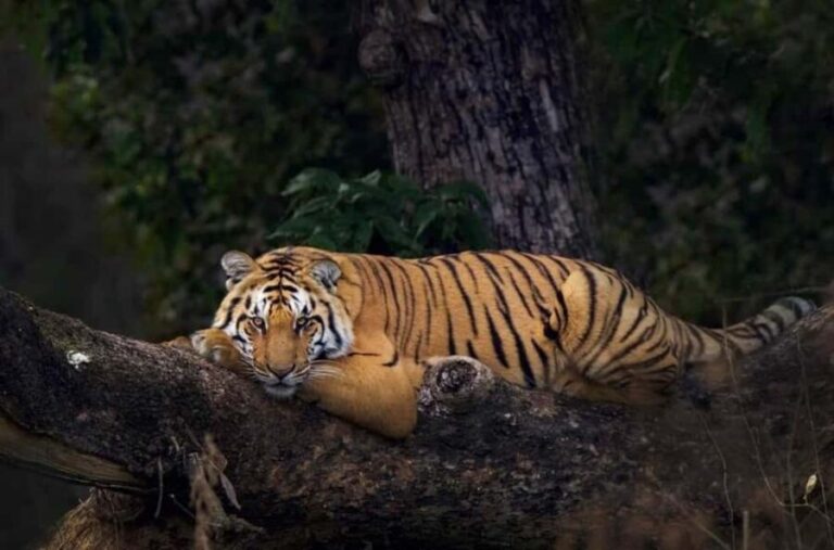 From Delhi: 2-Day Ranthambore & Sariska Wildlife Safari - What Makes This Tour Valuable