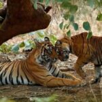 From Delhi: 3-Days Jaipur & Ranthambore Wildlife Safari Tour - Exploring Jaipur: The Pink City’s Highlights